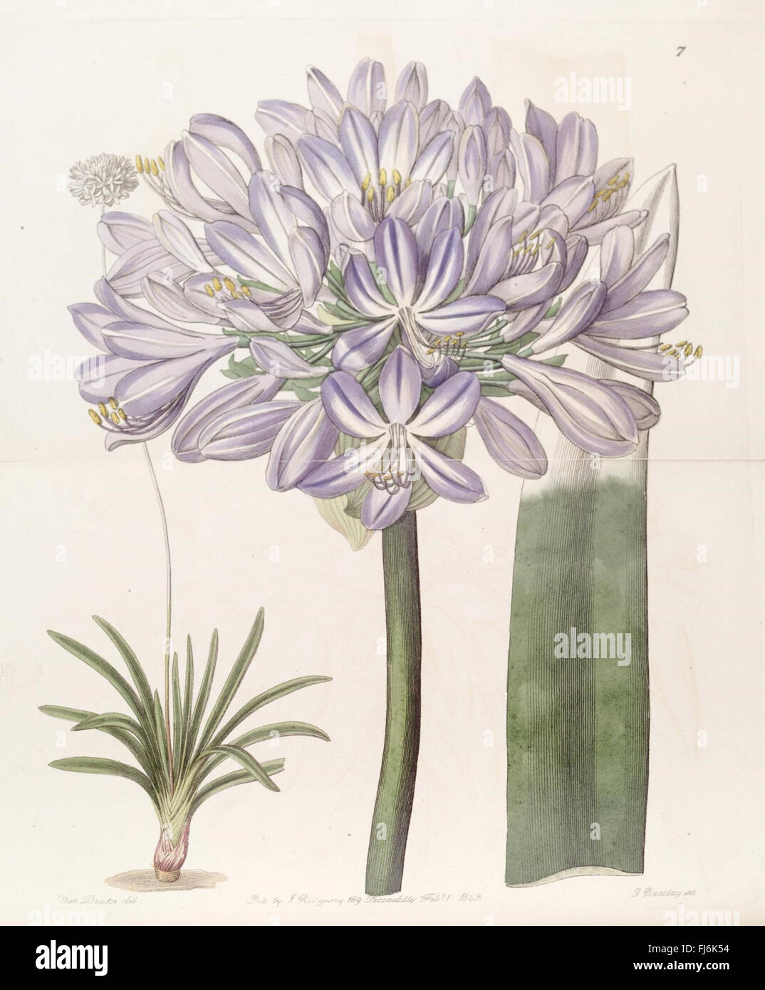 A 19th-century botanical register from 1829, featuring detailed copper ...