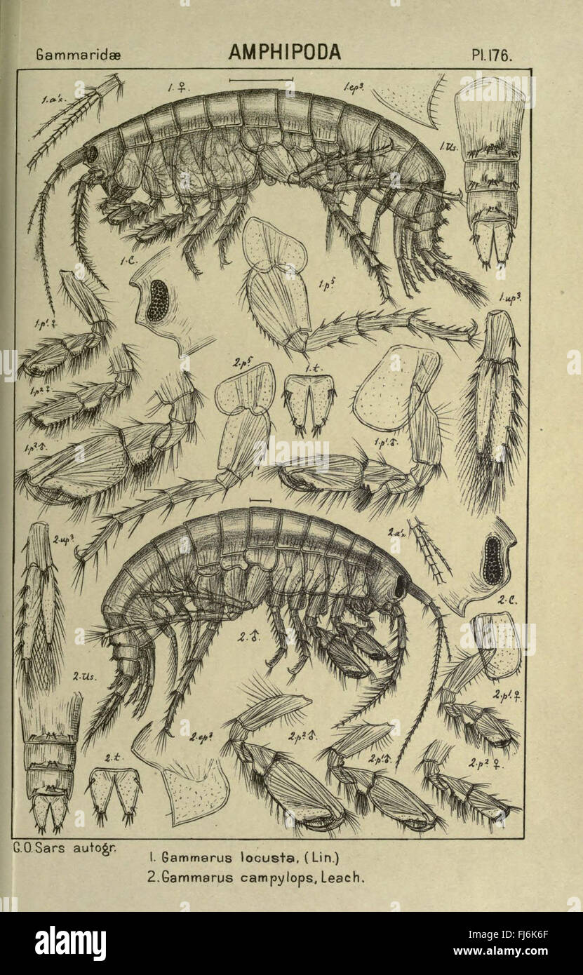 A detailed study and illustration of various crustaceans found in ...