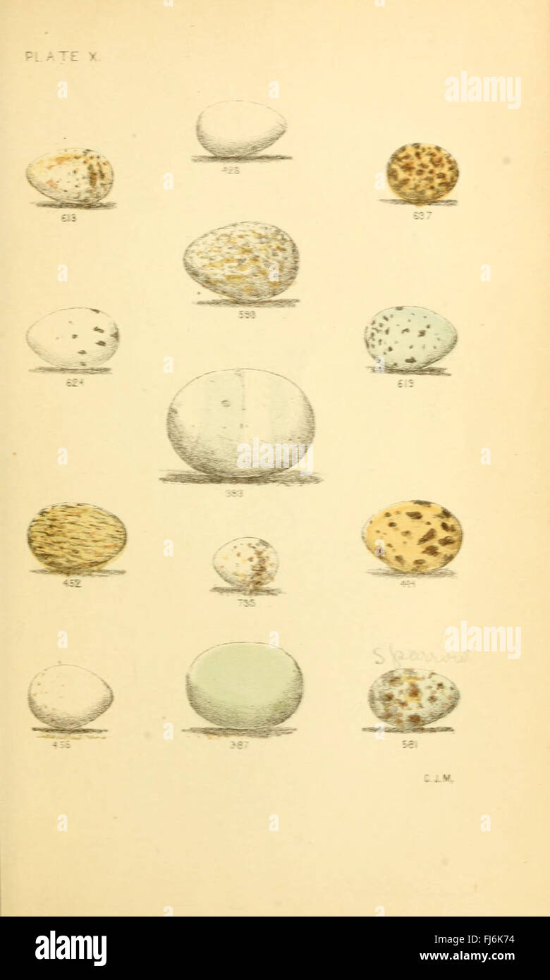 Eggs of North American birds, A study of bird eggs and nests in North ...