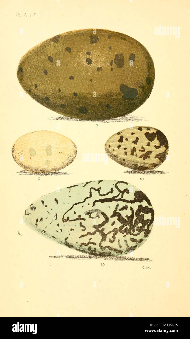 A detailed study of the eggs of various North American bird species ...