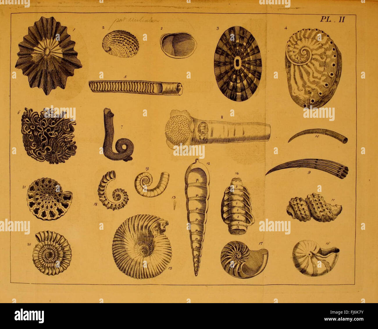 Elements of Conchology, or, An Introduction to the Knowledge of Shells ...