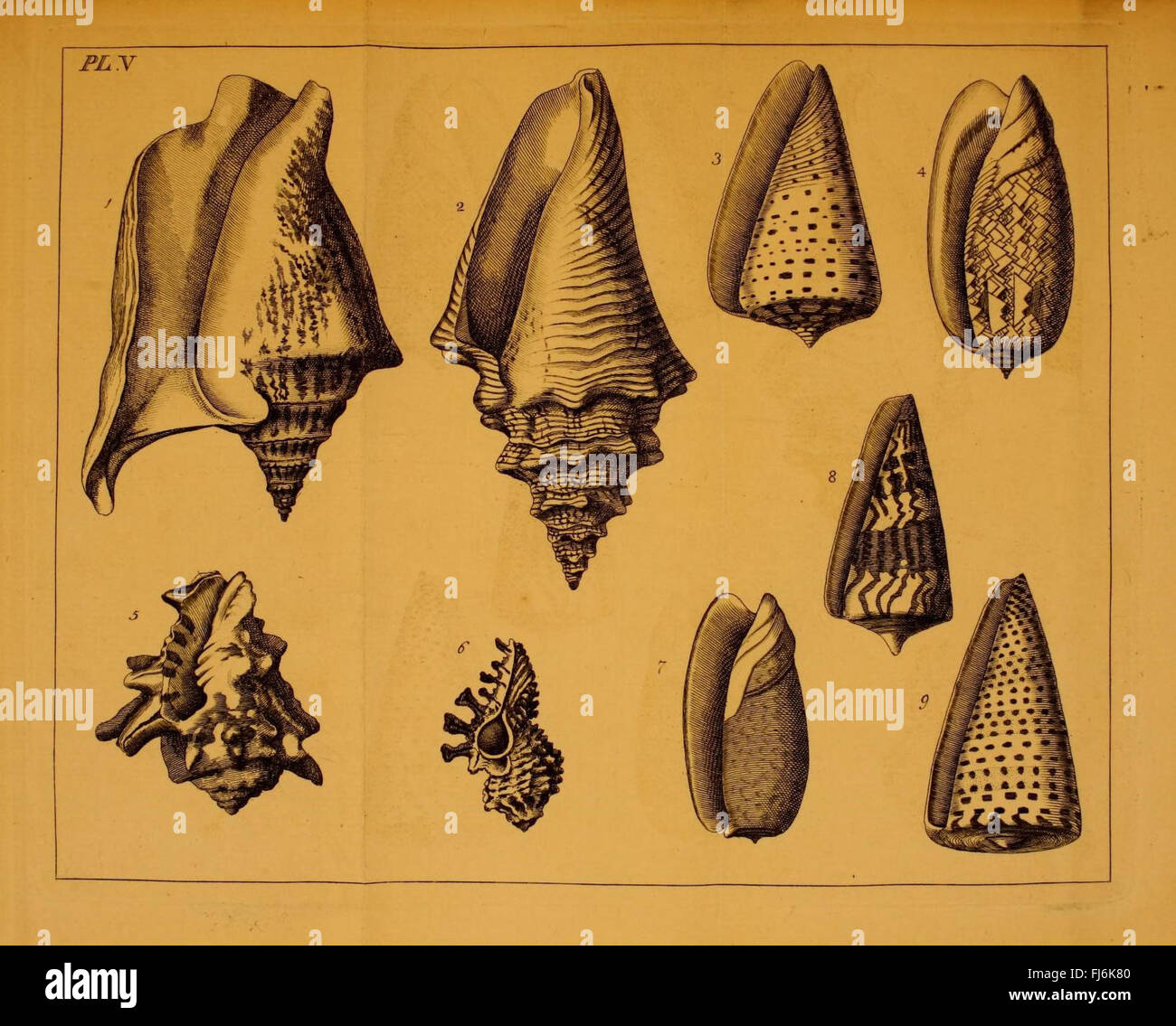 An introduction to the knowledge of shells hi-res stock photography and ...