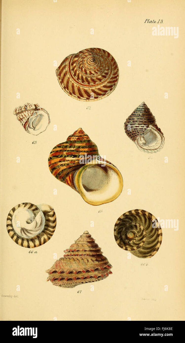 Marine mollusk classification hi-res stock photography and images - Alamy