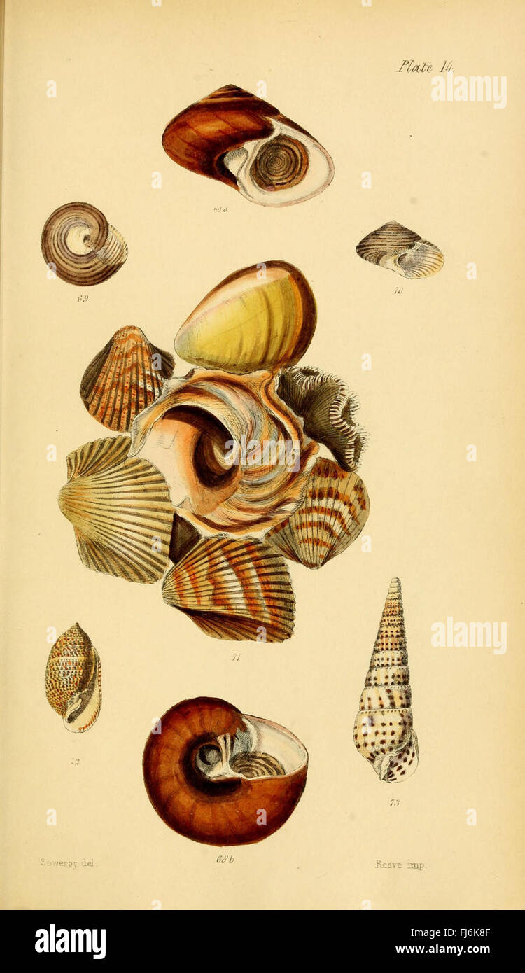 A comprehensive guide to the identification and classification of ...