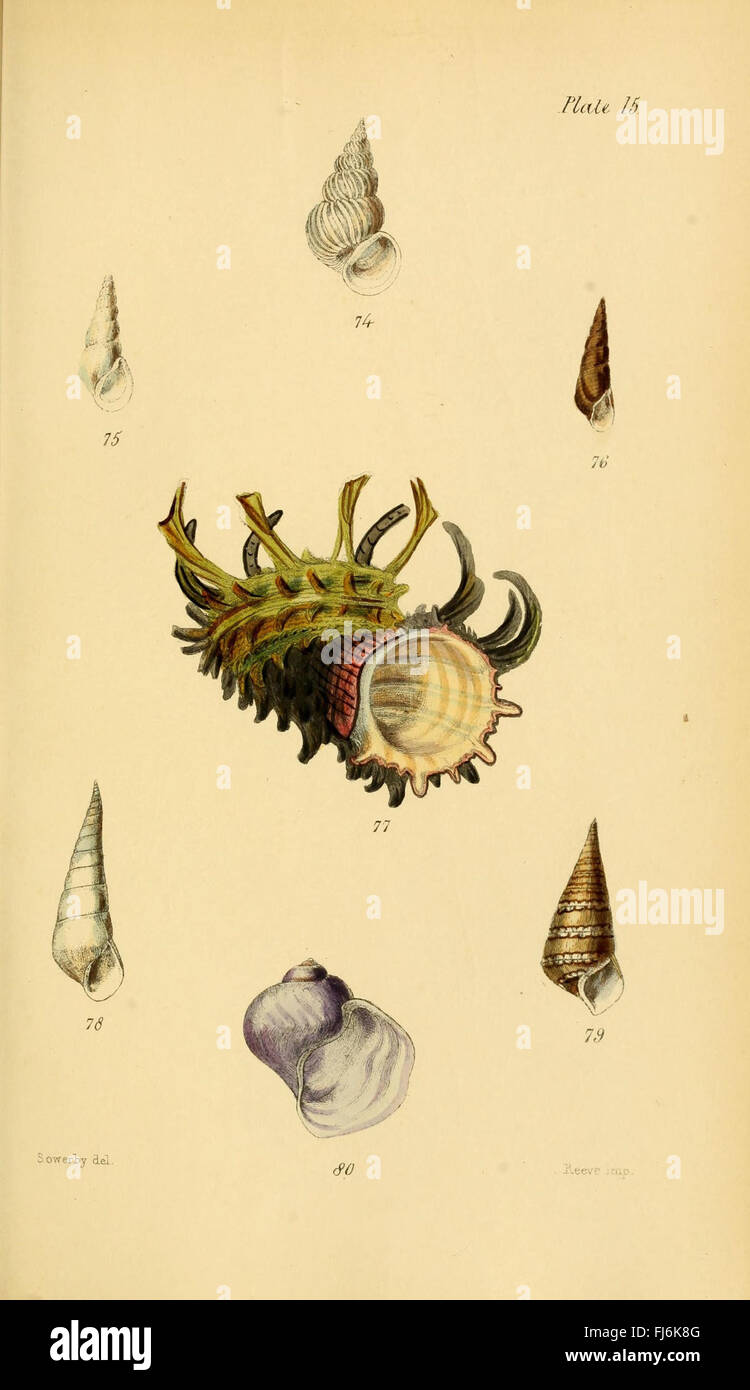 An illustrated study of conchology, focusing on mollusk shells and ...
