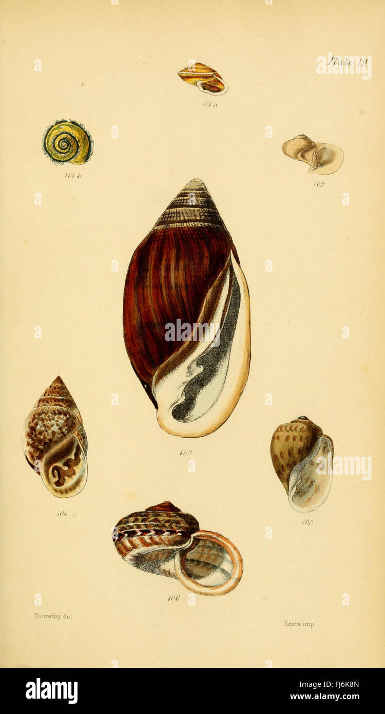 An illustration from a study of conchology, featuring the ...