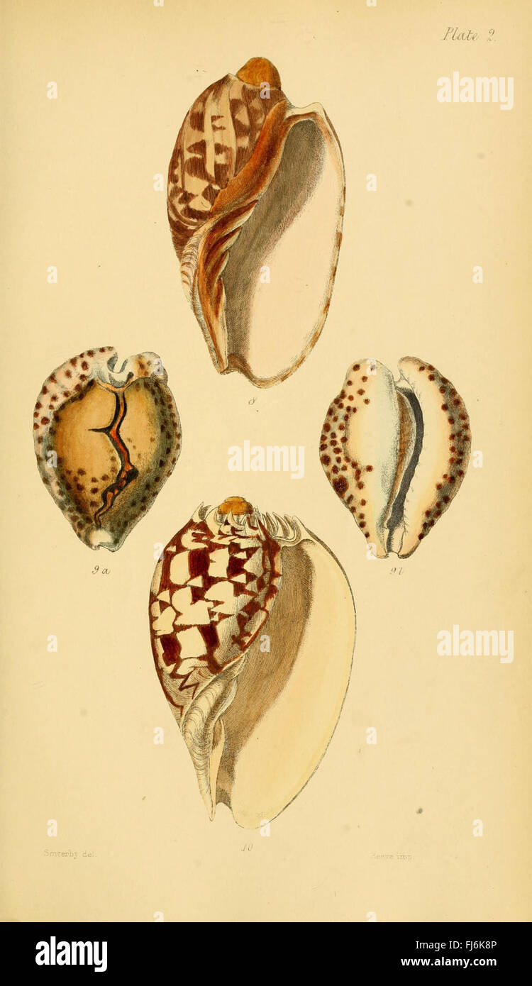 Elements of Conchology (Plate 2) - Mollusk Classification and Shell ...