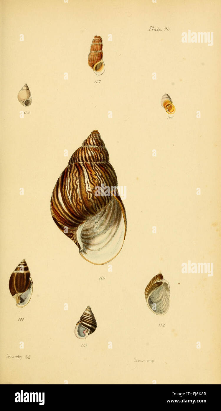 Elements of conchology (Plate 20): A detailed work on mollusk shell ...