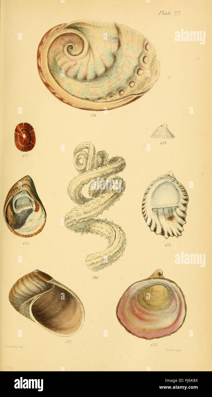 Classification of marine life hi-res stock photography and images - Alamy