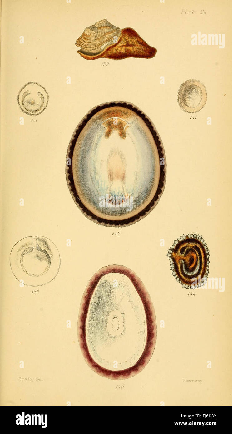 An illustration from 'Elements of Conchology,' focusing on the ...