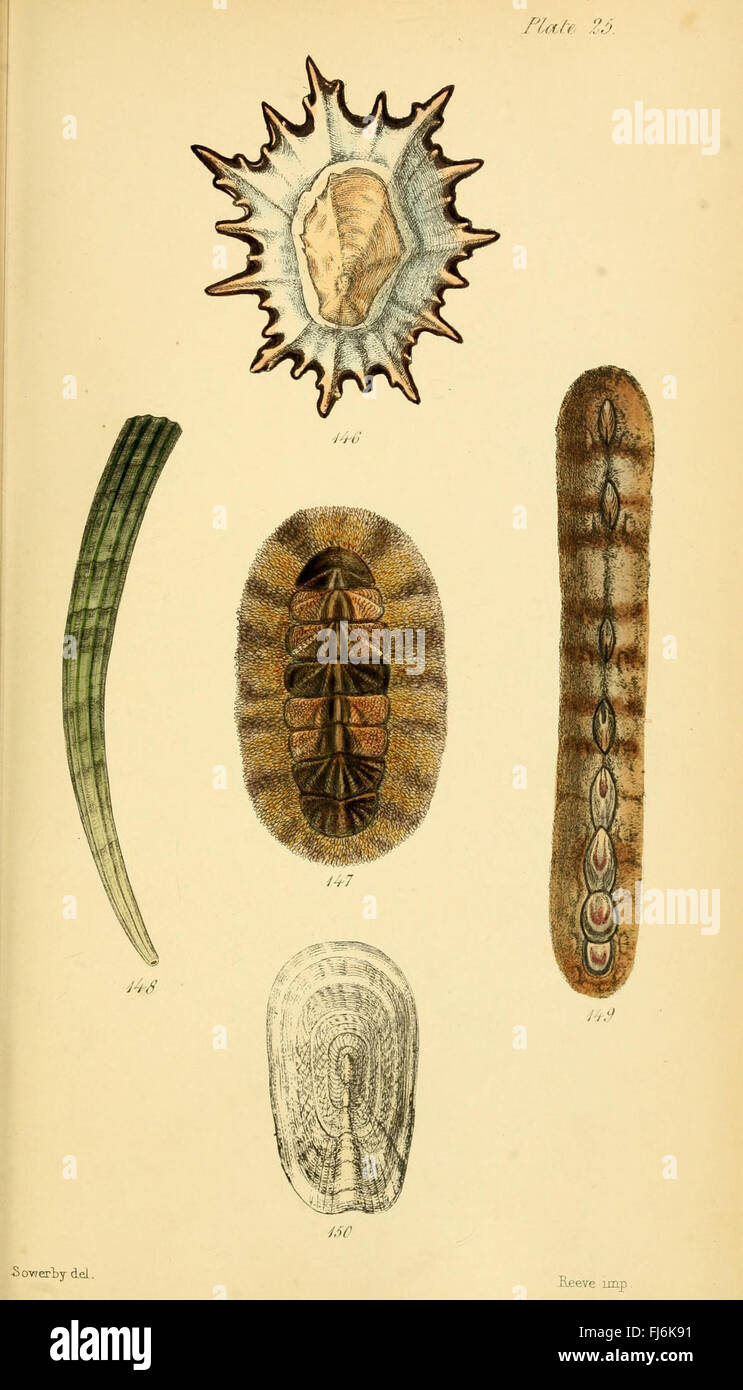 Illustrated work on the classification of mollusks, featuring detailed ...