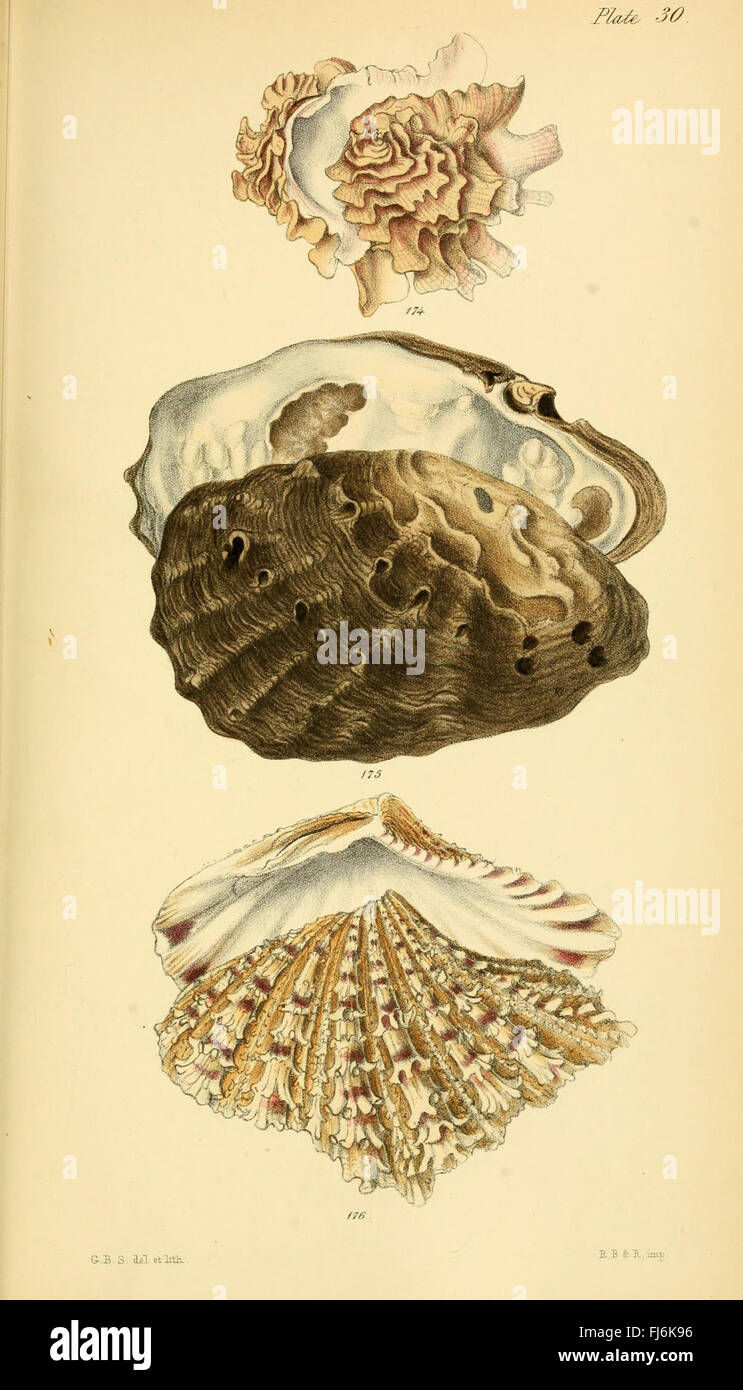 A study of the elements of conchology, focusing on the classification ...