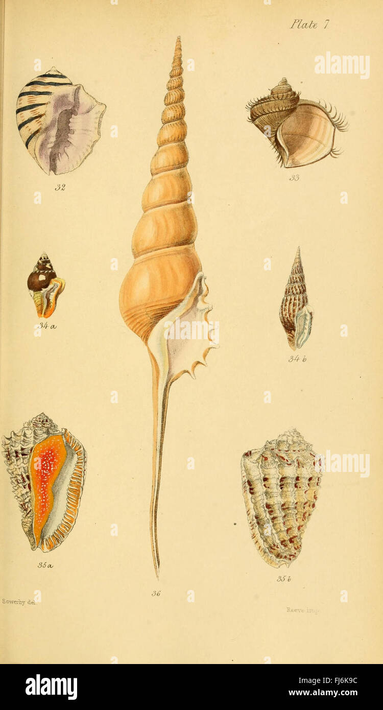 A study and classification of mollusks, featuring detailed plates of ...