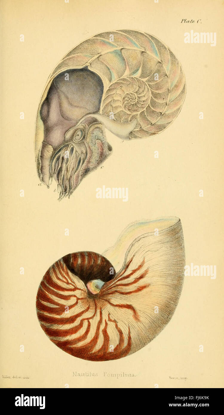 An illustration from 'Elements of Conchology,' depicting various ...
