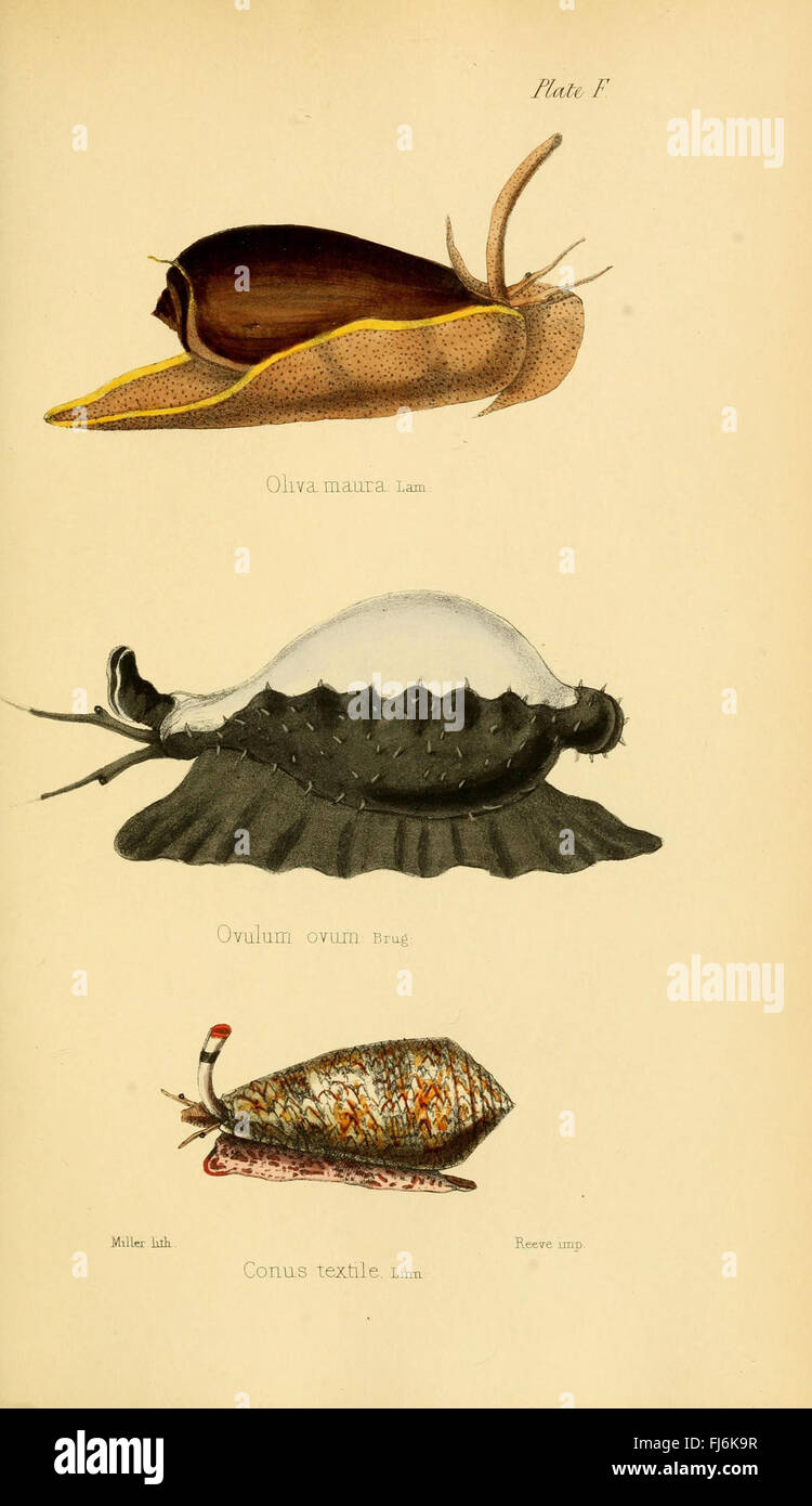 An illustration from 'Elements of Conchology', showing detailed studies ...