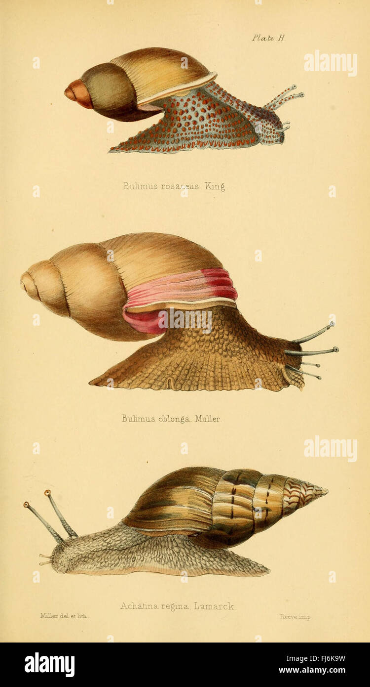 An illustration from 'Elements of conchology', showcasing detailed ...