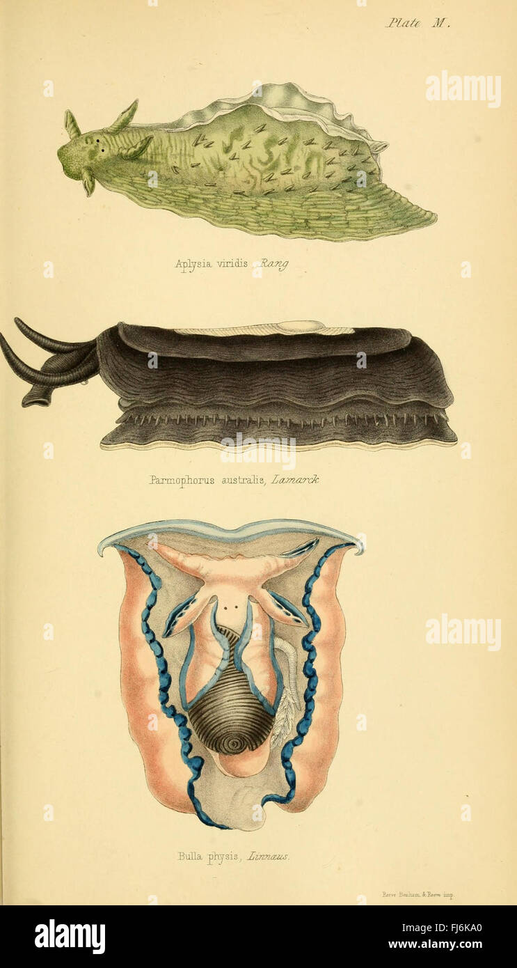 A study of mollusks and their classification, with detailed ...
