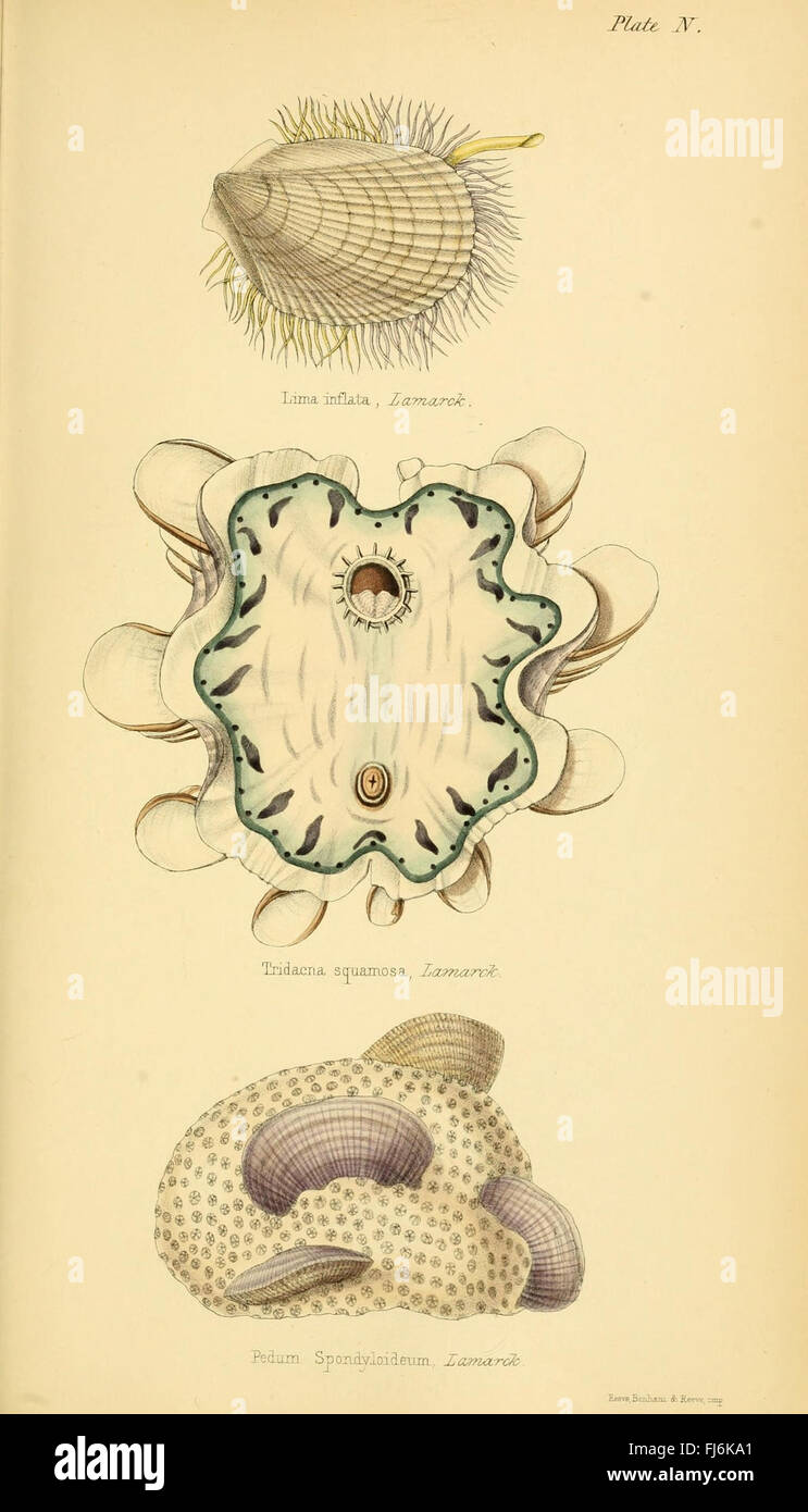 Elements of Conchology, illustrating mollusk classification, with ...