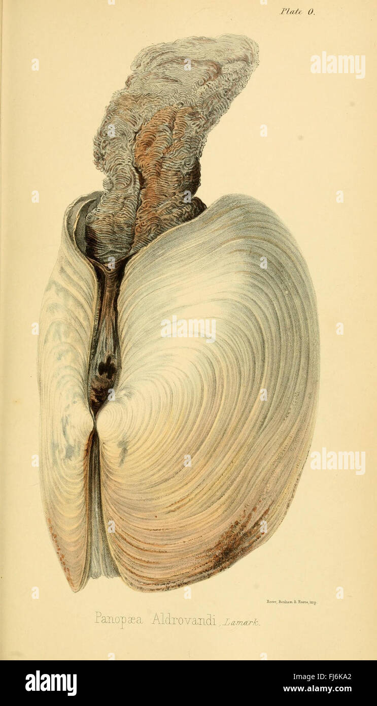 An in-depth exploration of conchology, covering the classification and ...