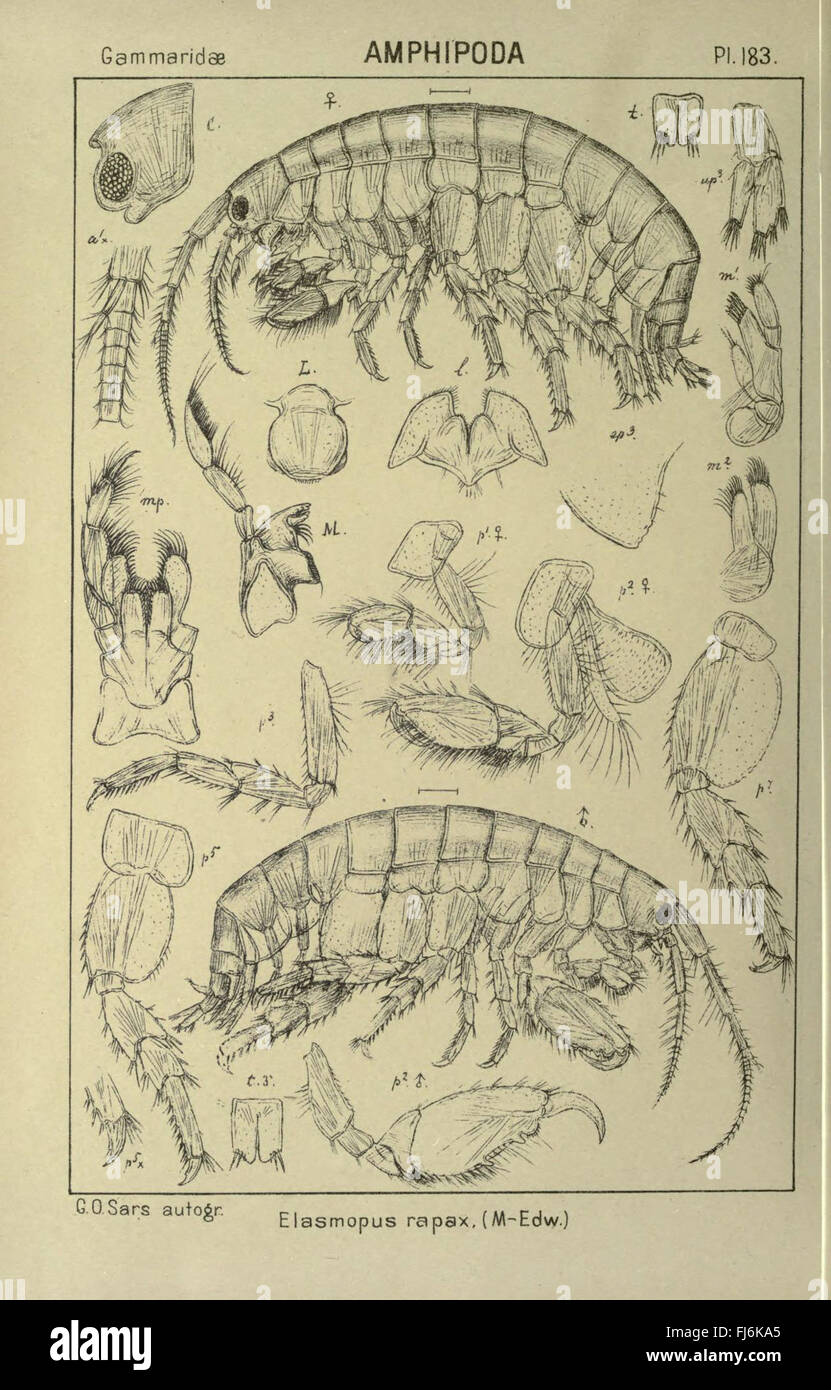 Crustacea of Norway, Crustaceans, Marine biology, Norway, Smithsonian ...