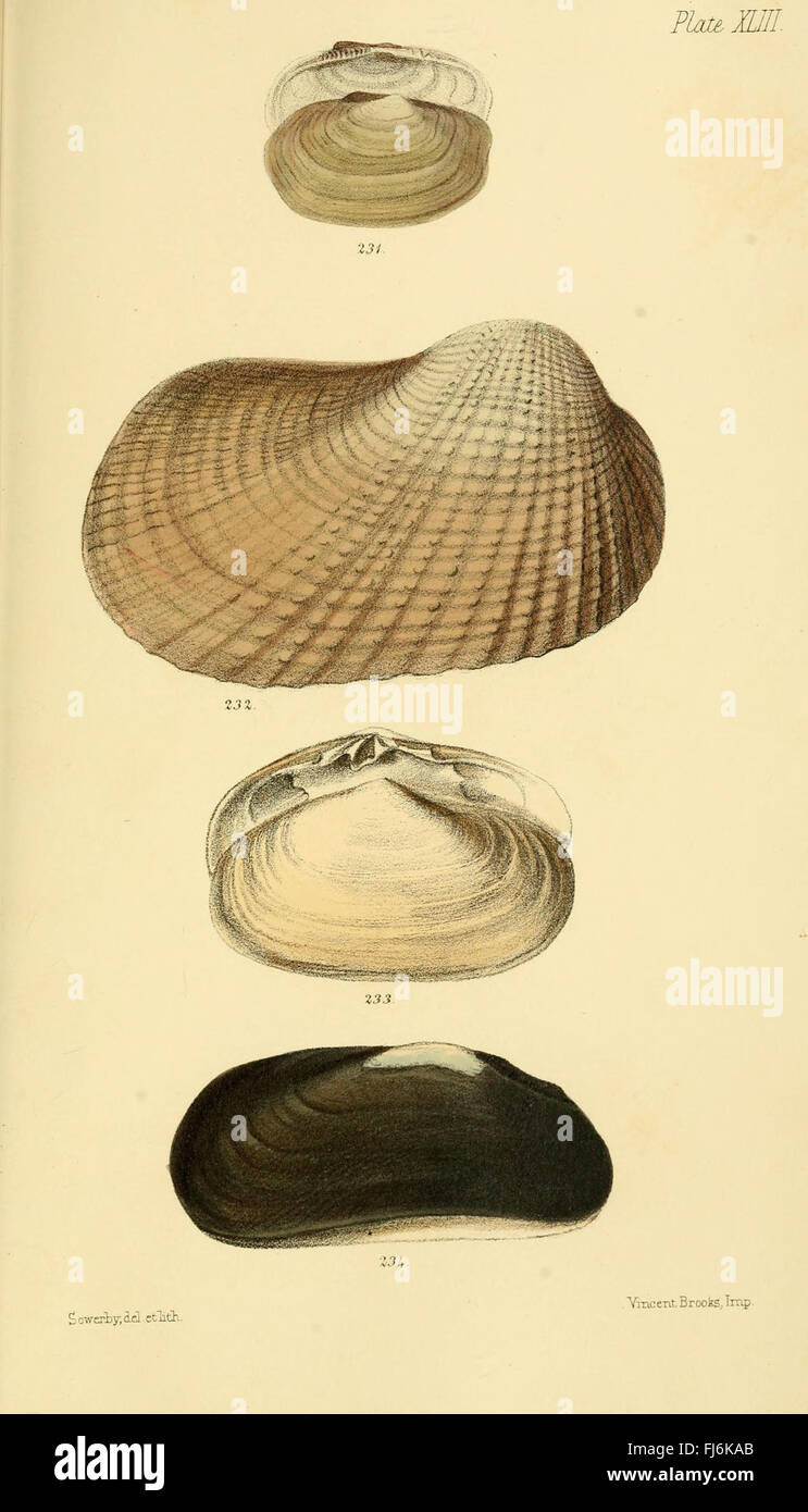 An early classification of mollusks, with detailed illustrations of ...