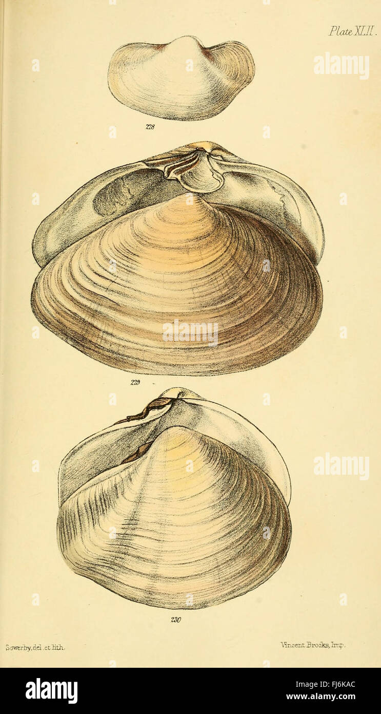 Classification of mollusks hi-res stock photography and images - Alamy