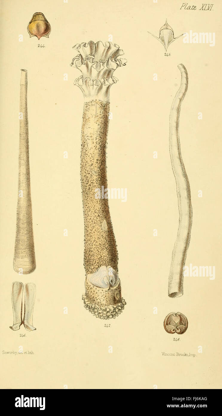 An illustration from the 'Elements of Conchology', showcasing various ...