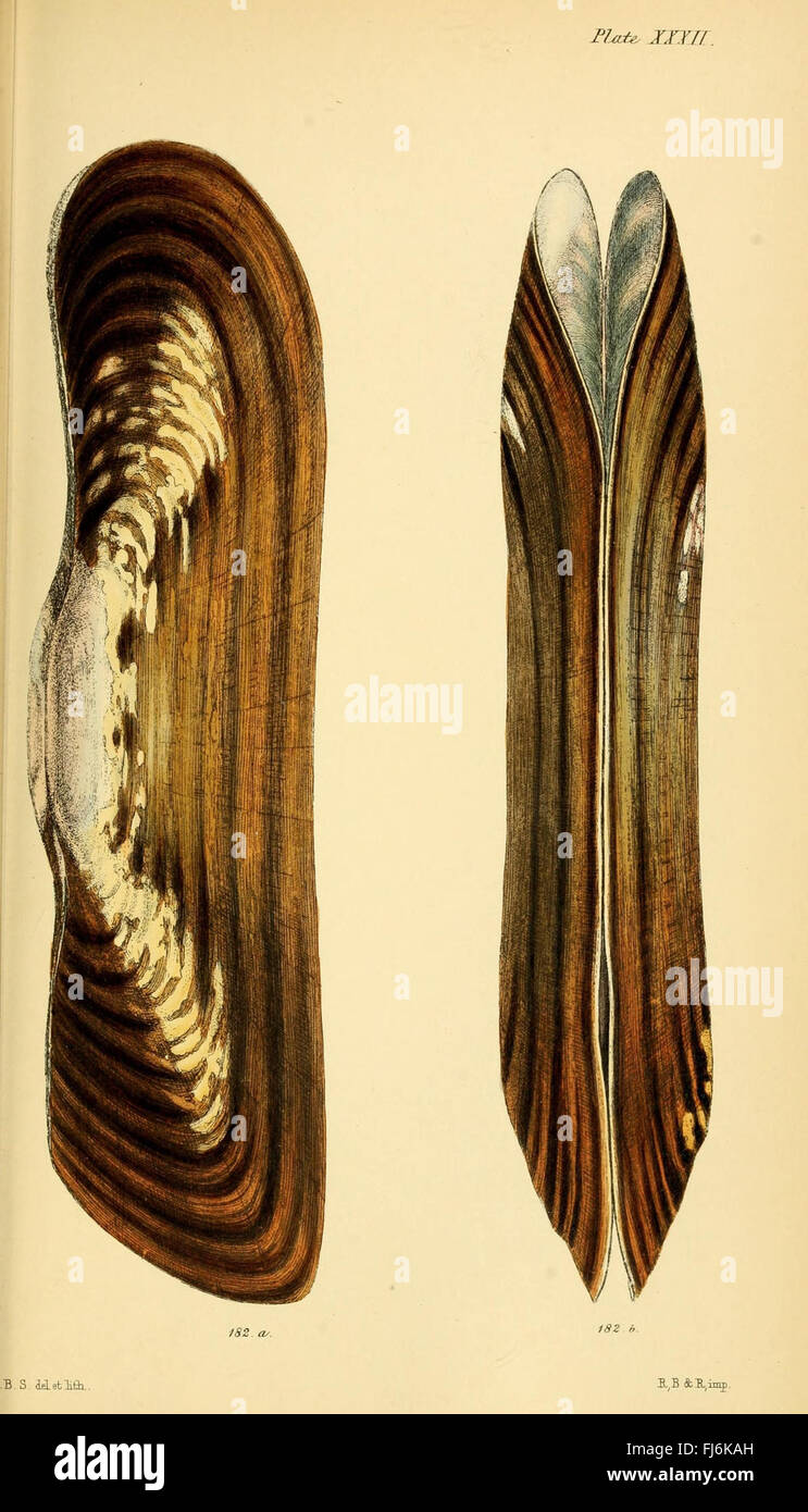A detailed work on the classification and characteristics of shell ...