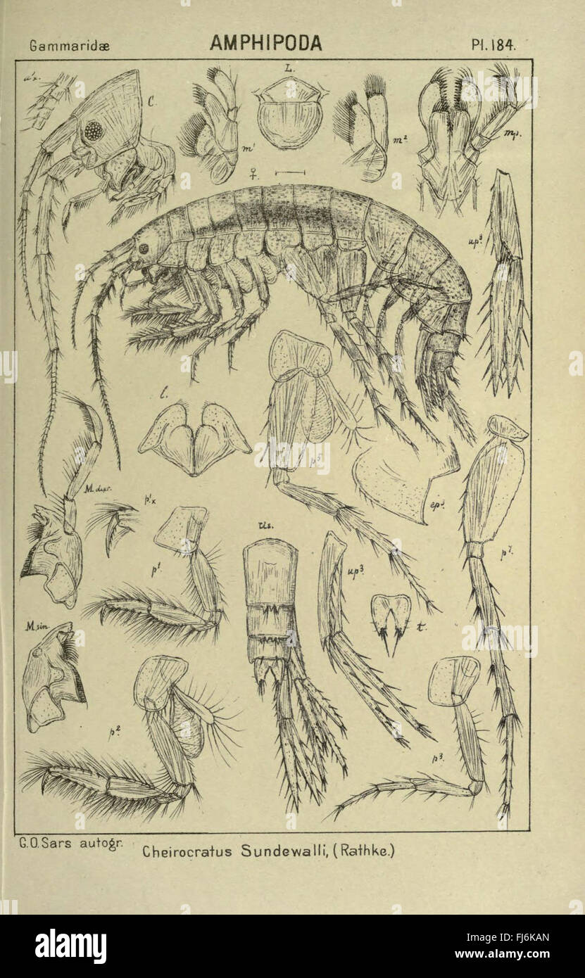 An account of the crustaceans found in Norway, with detailed ...