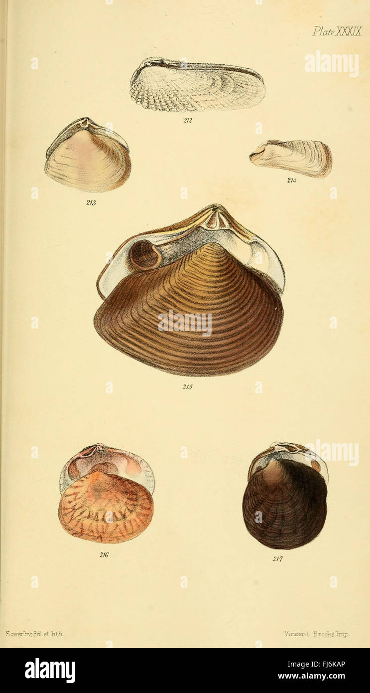 Diversity of shell morphology in marine life hi-res stock photography ...