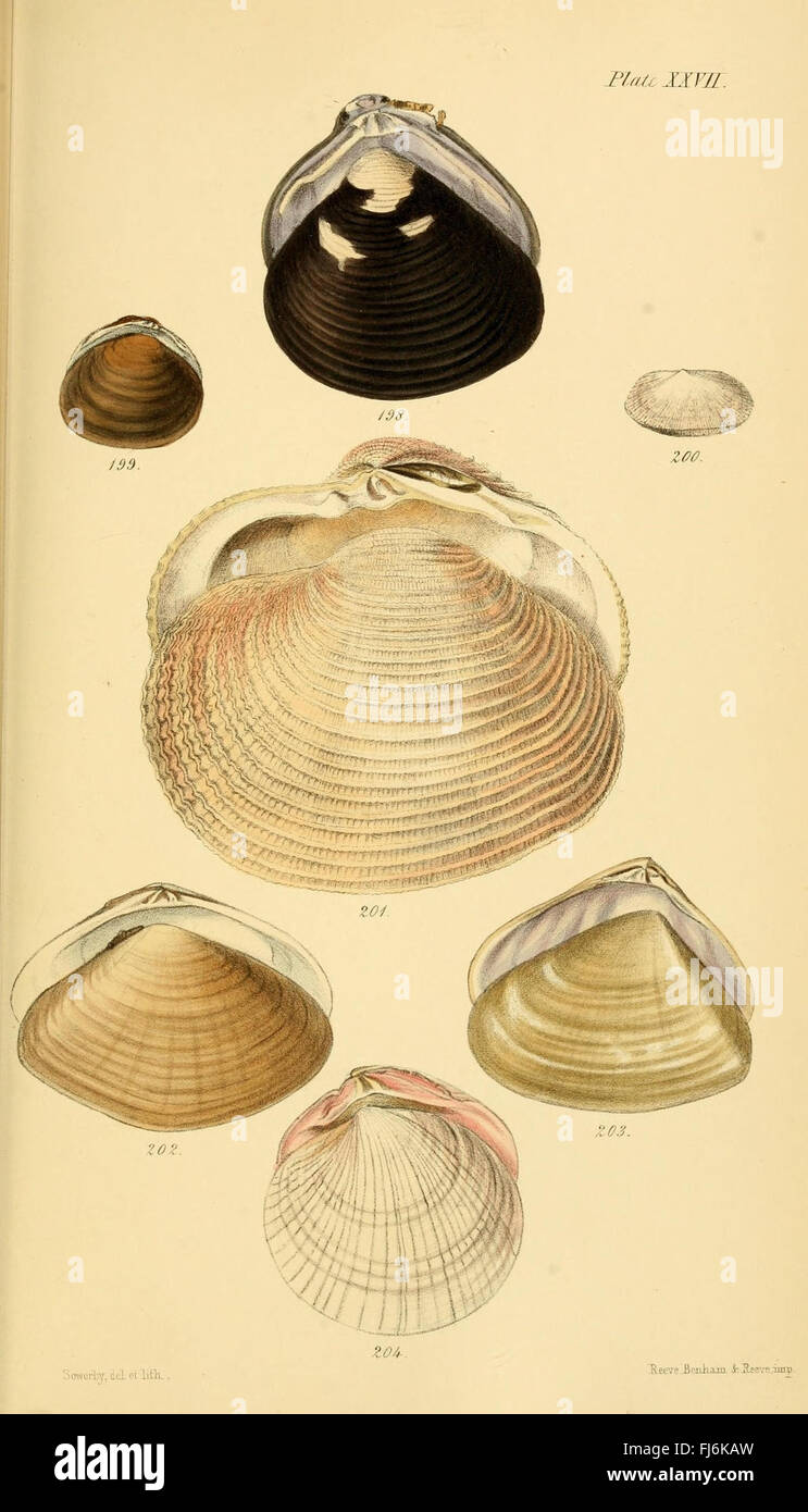 A study of mollusk classification and conchological elements, featuring ...
