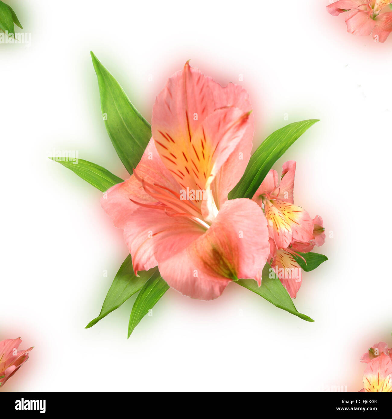 Coral single Alstroemeria on a white background Stock Photo - Alamy