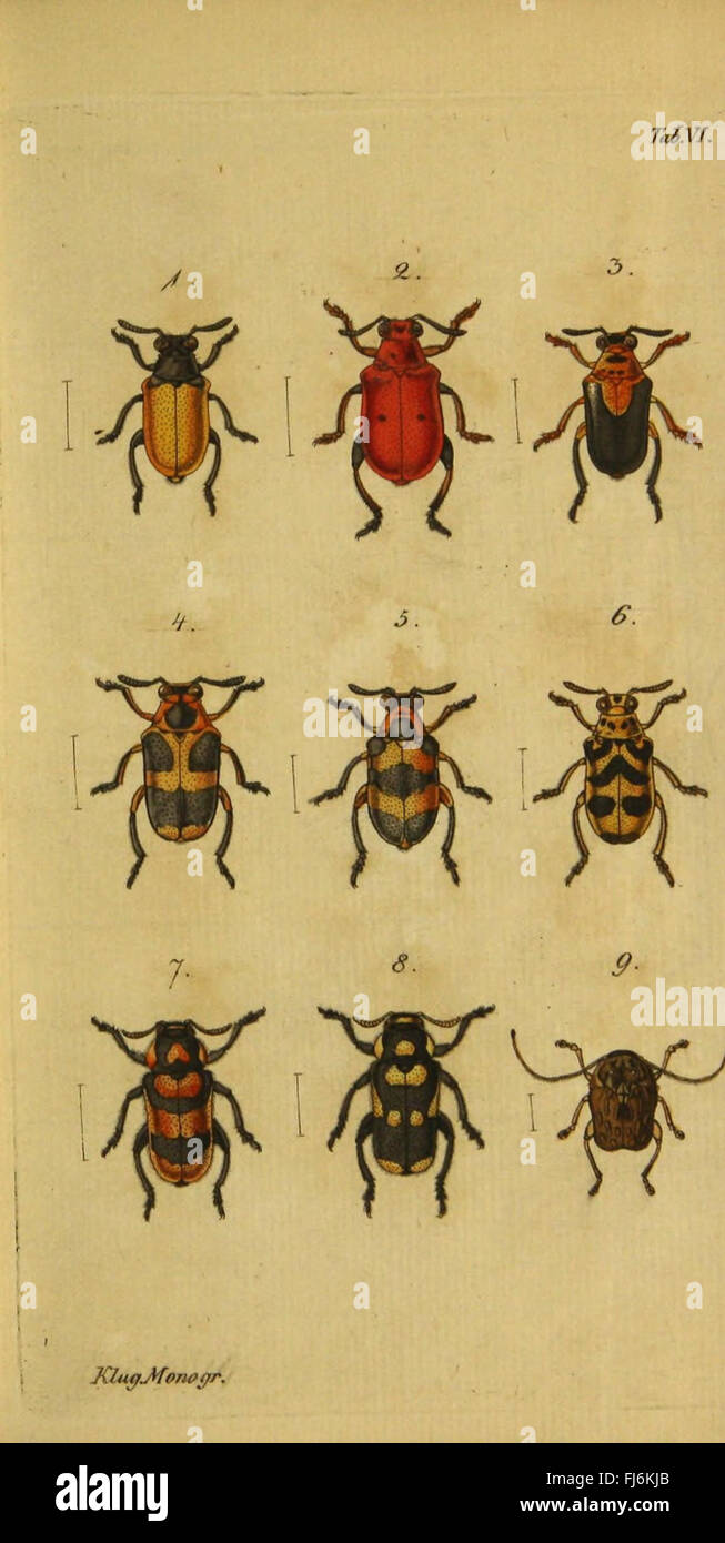 A series of entomological monographs documenting various insect species ...