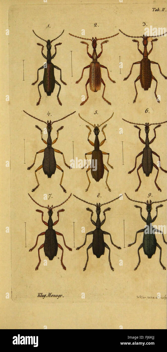 A series of monographs focusing on various insect species, housed at ...