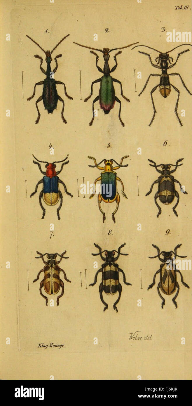 A monograph on entomology, exploring the detailed study of insects ...