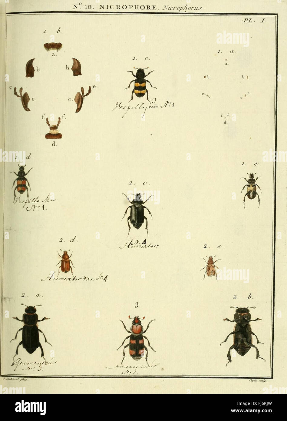 Beetles, insects, entomology, Nicrophore, Pictorial works, Smithsonian ...