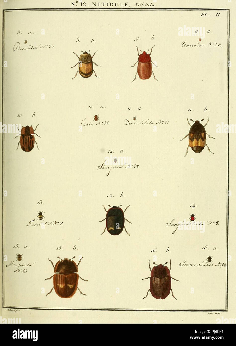 Entomology, Natural History of Insects, Beetles, Nitidule, Plate II ...
