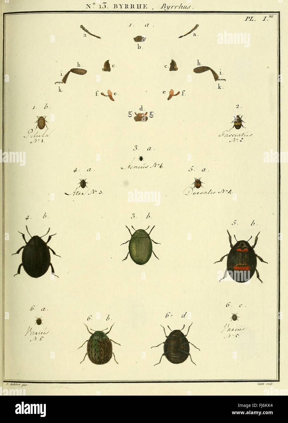 A detailed illustration of beetles from the series 'Entomologie ...