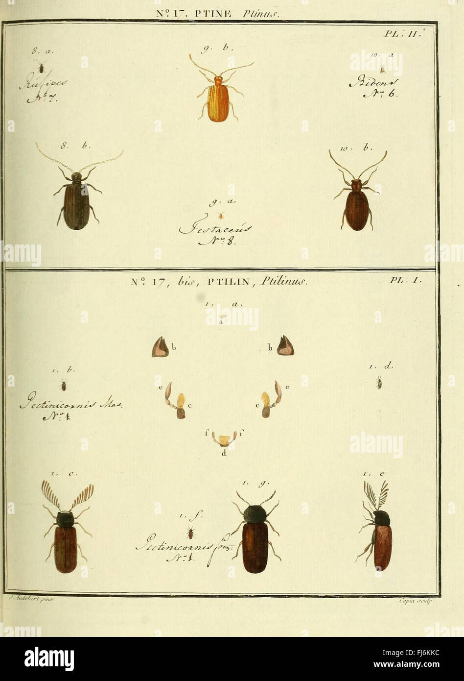 An entomological illustration depicting the natural history of beetles ...