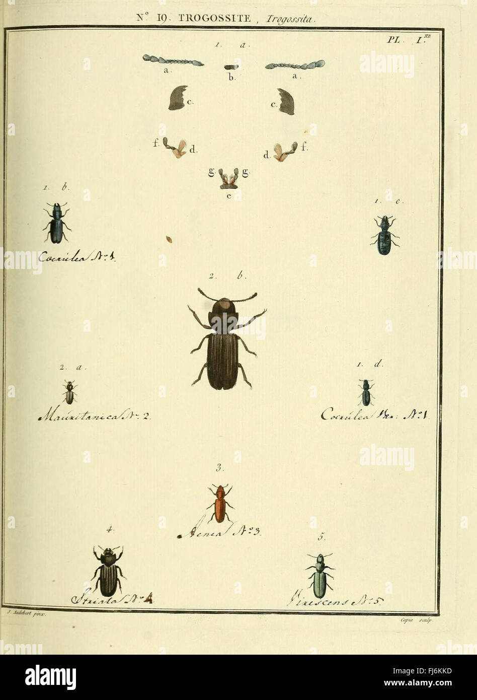 Entomologie, a detailed study on the natural history of insects ...