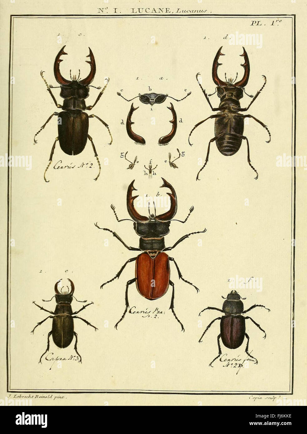 Entomologie, ou, Histoire naturelle des insectes (No. 1 Lucane Pl. I ...