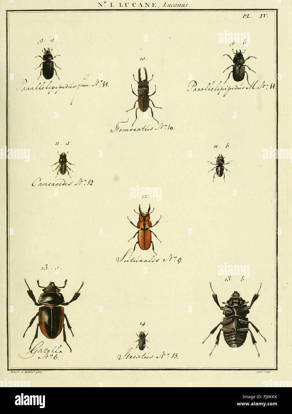A study on the natural history of insects, with a specific focus on ...