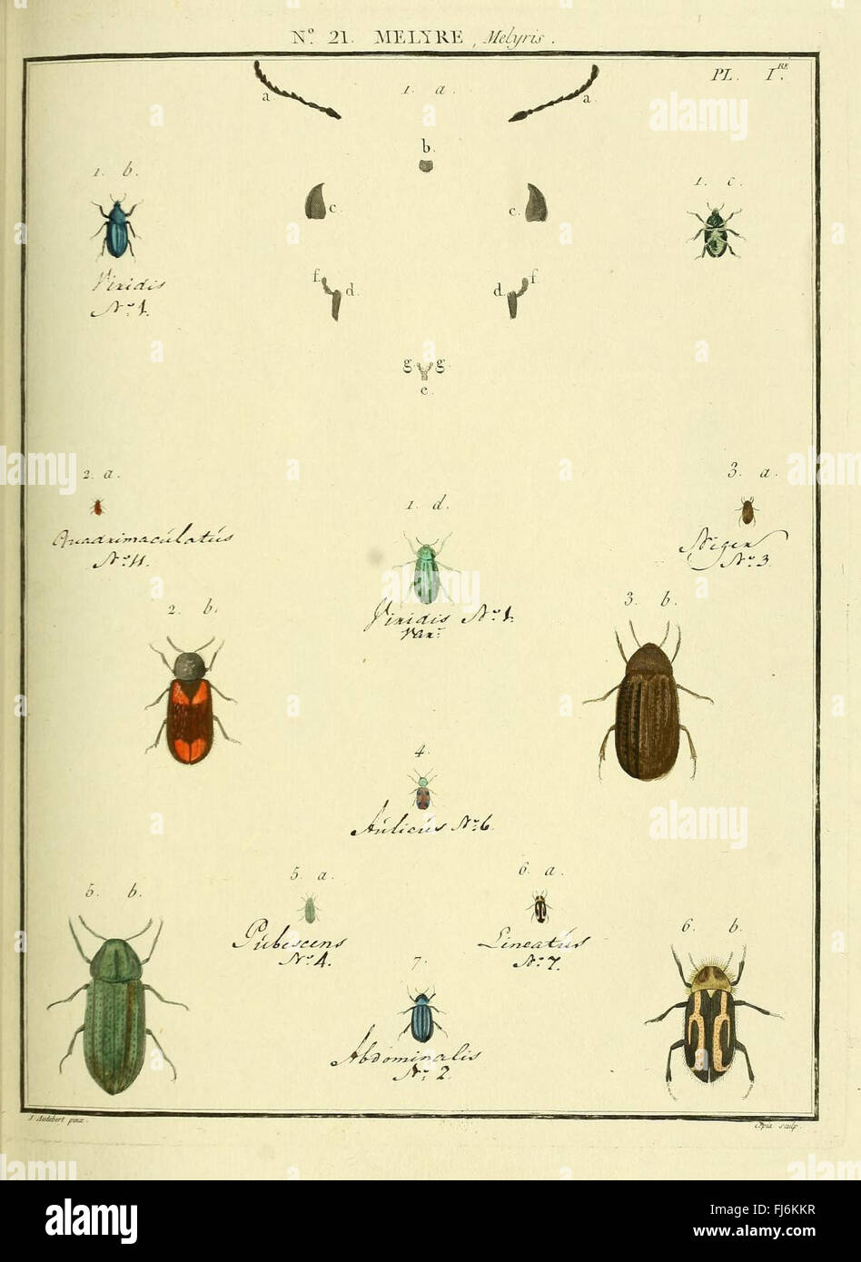An illustrated work on the natural history of insects, focusing on ...