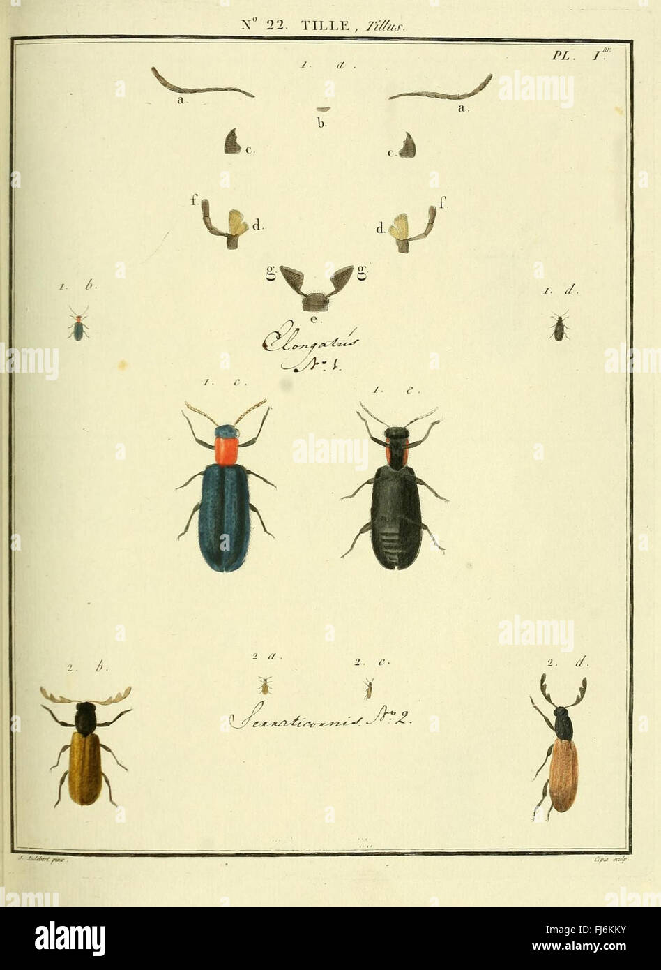 A detailed entomological work on the natural history of insects, with a ...