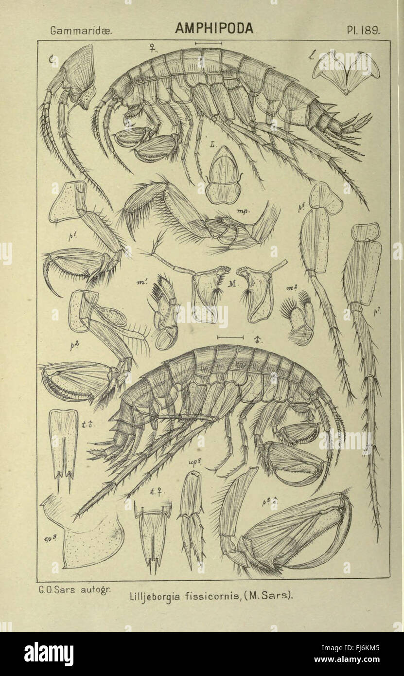 Understanding crustacean anatomy hi-res stock photography and images ...