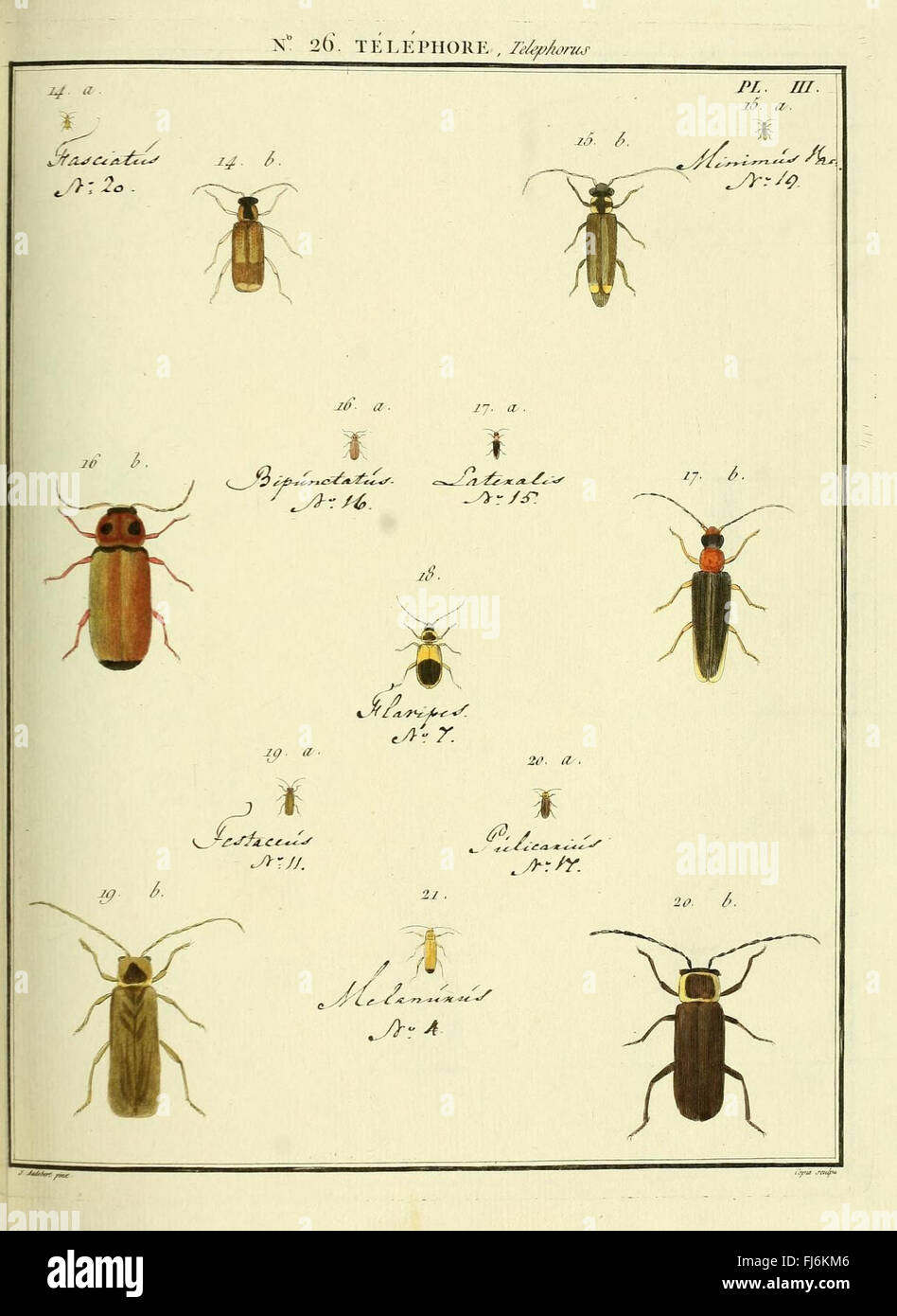 A detailed natural history of insects, focusing on beetles from the ...