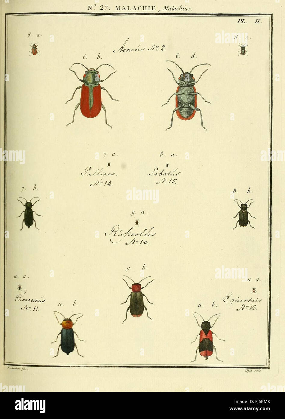 Entomology, insect history, beetles, insect species, insect ...