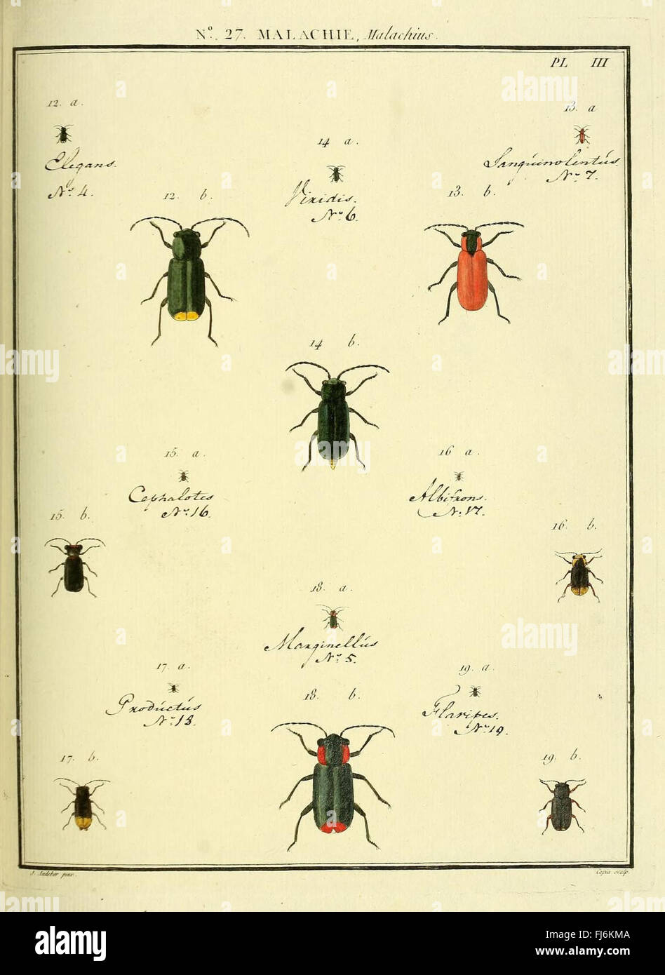 Malachie hi-res stock photography and images - Alamy