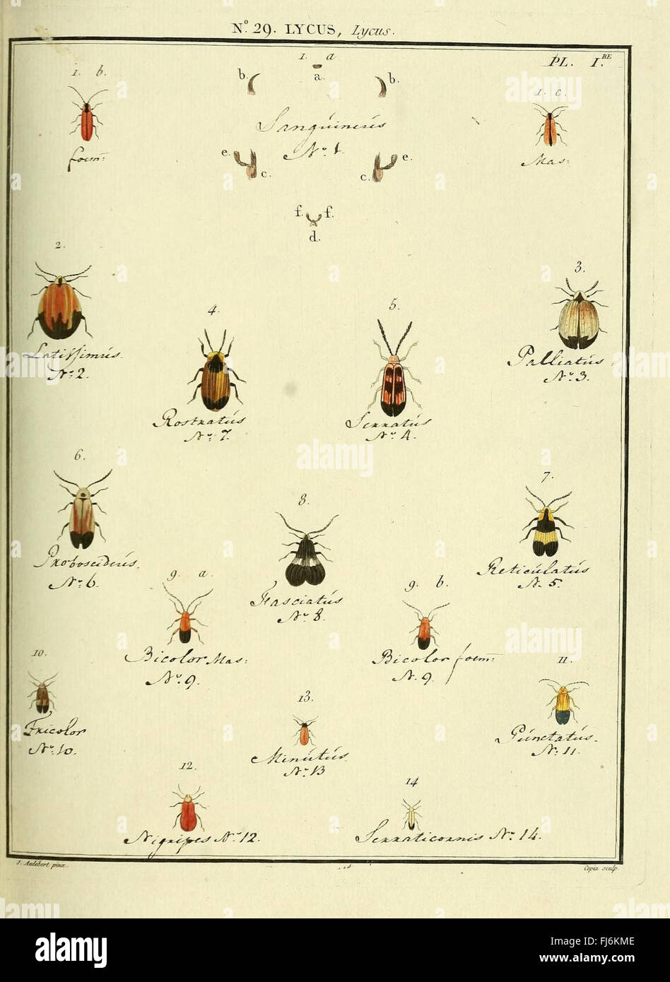 An entomological study focusing on the insect species Lycus ...