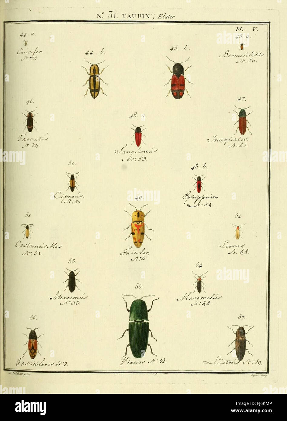 Entomologie, ou, Histoire naturelle des insectes (No. 31 Taupin Pl. V ...